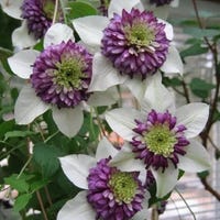 Clematis - Etsy