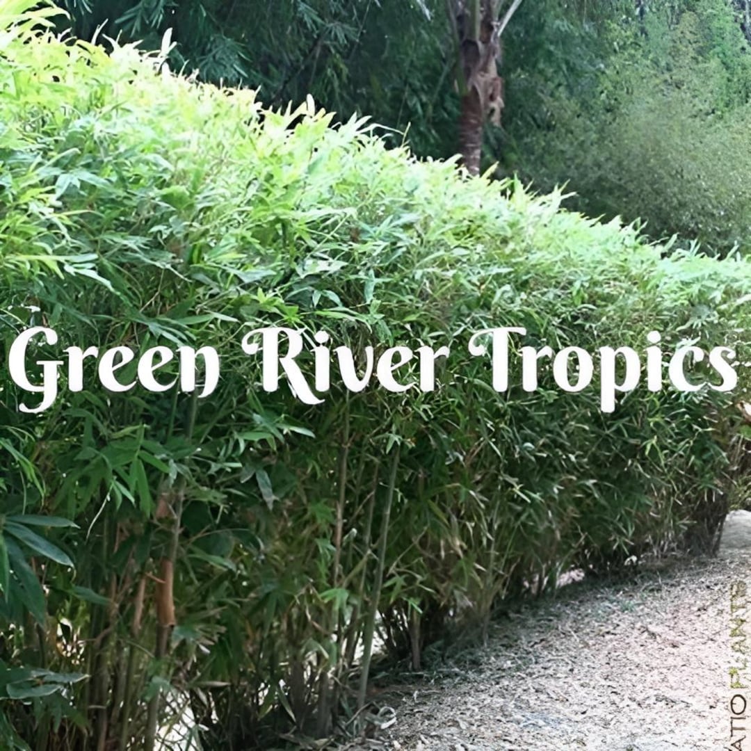 50 Lady Finger Bamboo Seeds Privacy Climbing Garden Seed Perennial ...