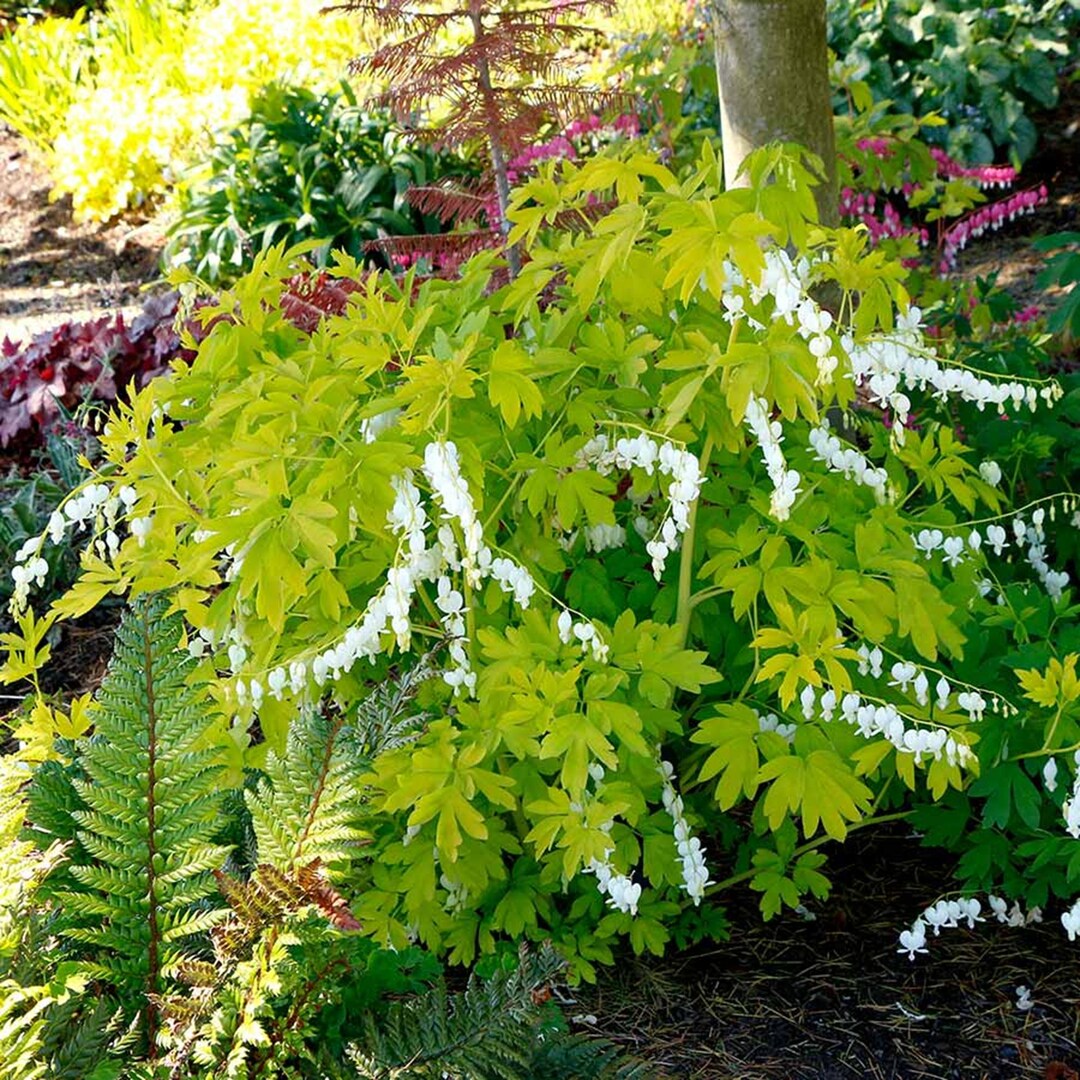 25 White Gold Bleeding Heart Seeds Dicentra Spectabilis Flowers Seed ...
