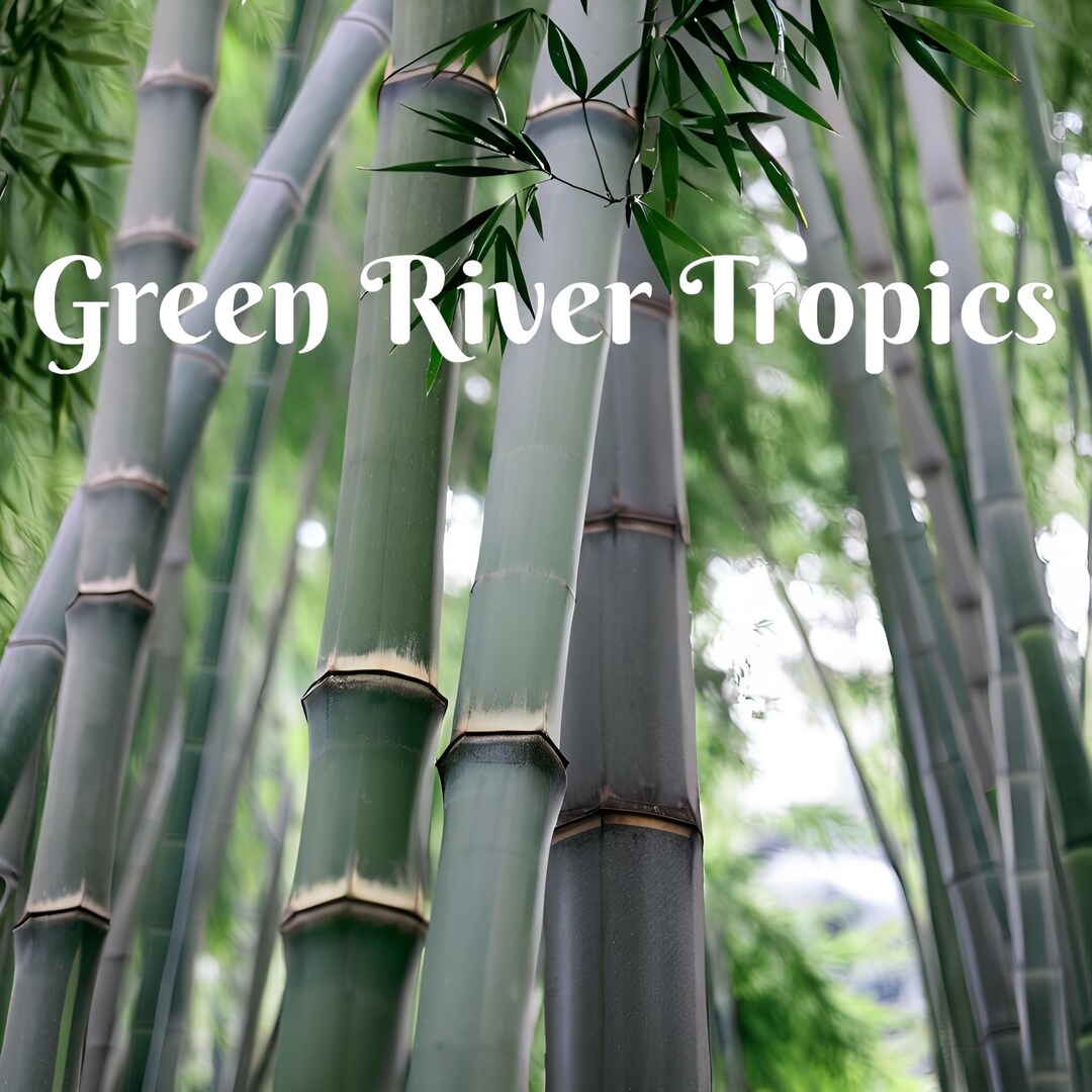 50 Quail Clone Giant Bamboo Seeds Privacy Climbing Garden Seed ...