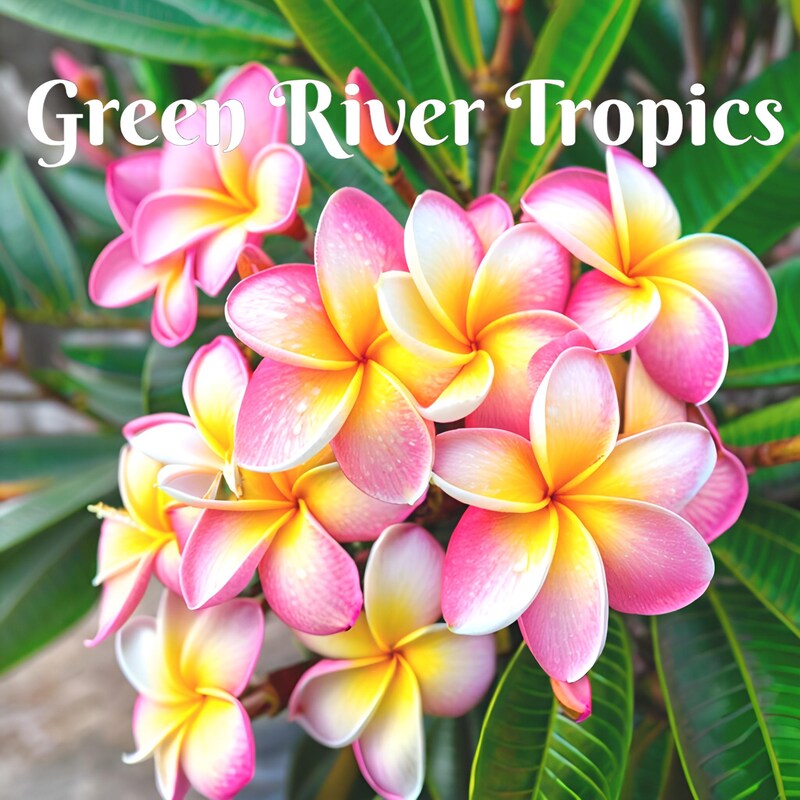 Fragrant White Plumeria - Etsy