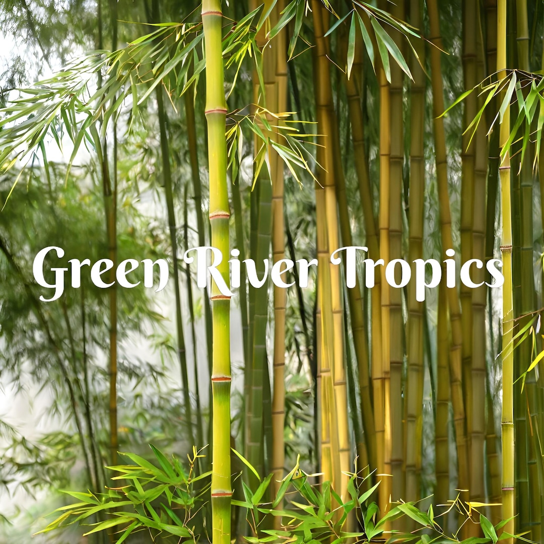50 Golden Bamboo Seeds Privacy Climbing Garden Seed Perennial Bamboos ...