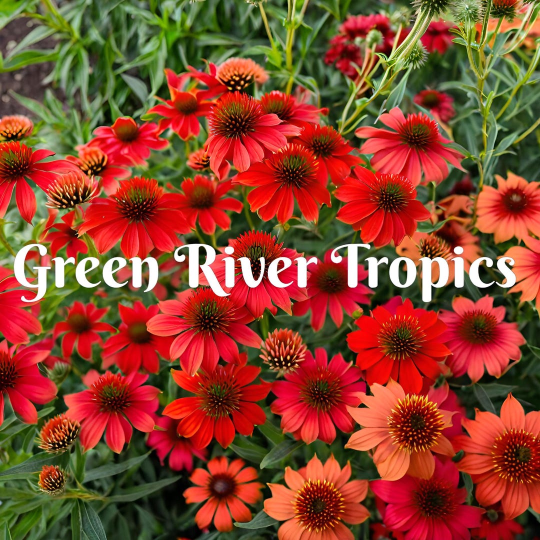 50 Red Salsa Coneflower Seeds Echinacea Perennial Bloom Flower Seed ...