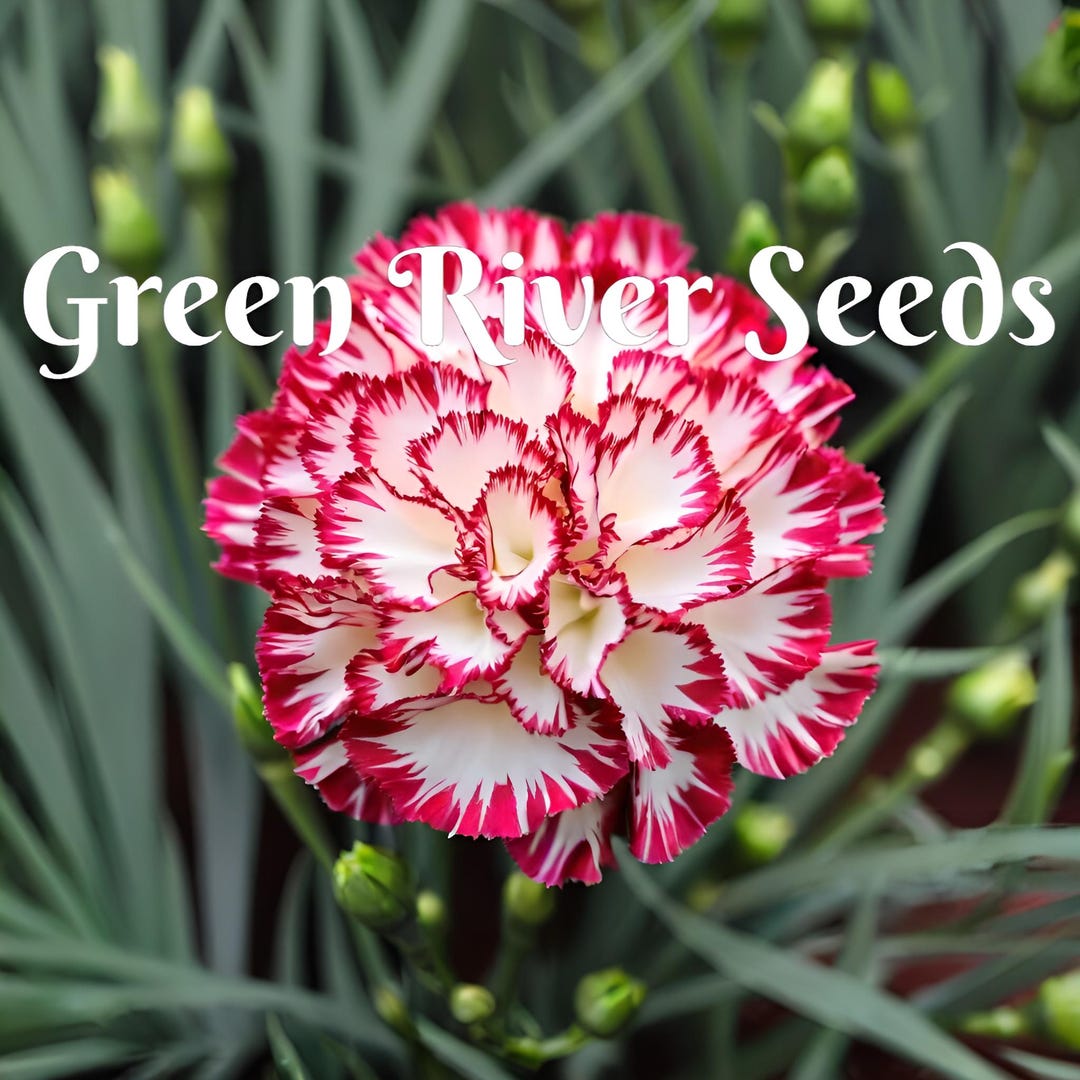 100 Robin Than Carnation Seeds Dianthus Flowers Seed Flower Perennial ...