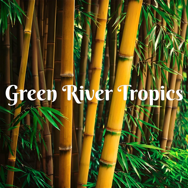50 Orange Bamboo Seeds Privacy Climbing Garden Seed Perennial Privacy ...
