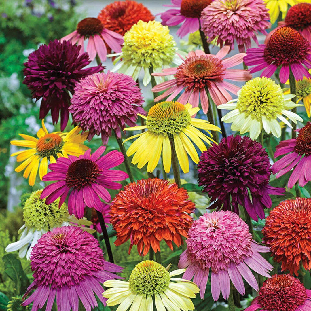 50 Double Mix Coneflower Seeds Echinacea Perennial Bloom Flower Seed ...
