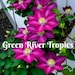 25 Magenta Clematis Seeds Climbing Perennial Plumeria Seed Flowers ...