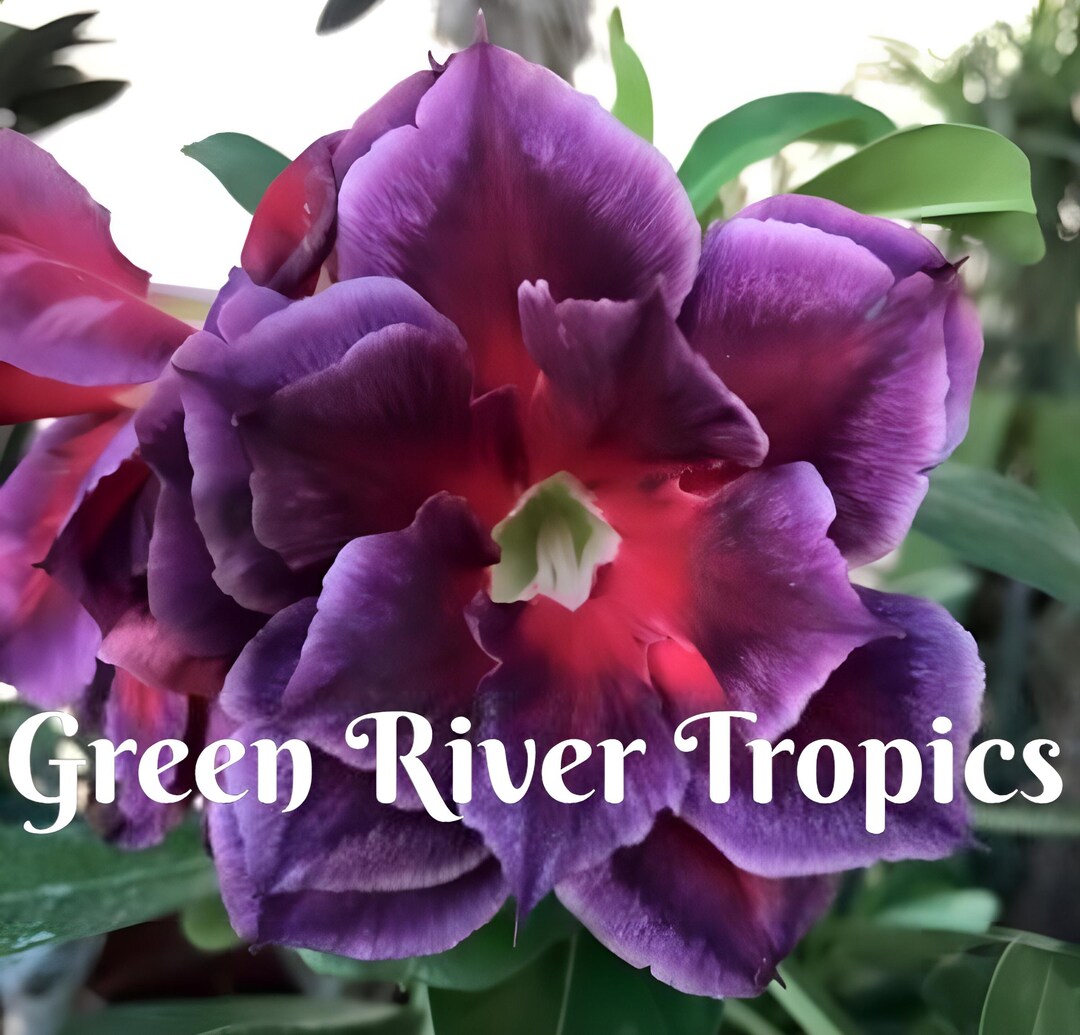 4fushia Magenta Desert Rose Seeds Plants Flower Perennial Flowers Bloom ...