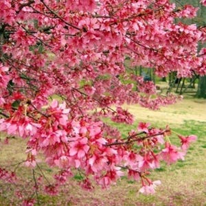 5 Bright Pink Flowering Cherry Tree Seeds Flowering Japanese Ornamental ...