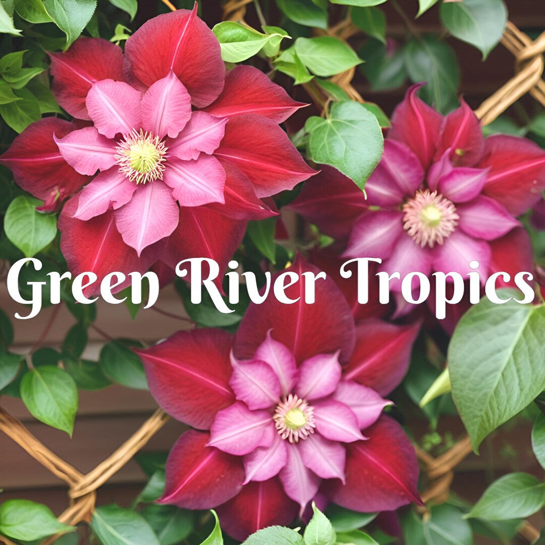 25 Double Red Clematis Seeds Climbing Perennial Plumeria Seed Flowers ...