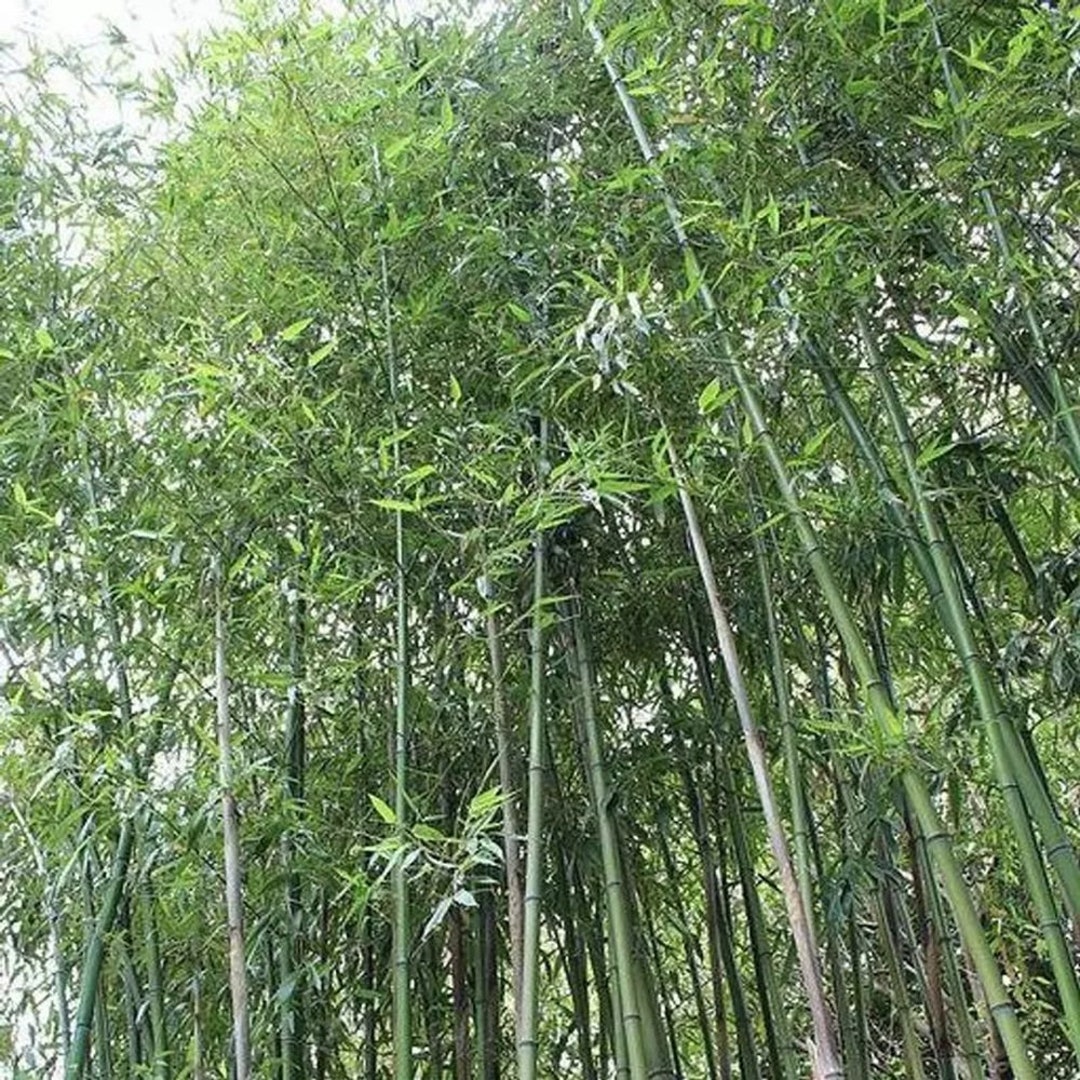 50 Giant Japanese Timber Bamboo Seeds Privacy Climbing Garden Seed ...
