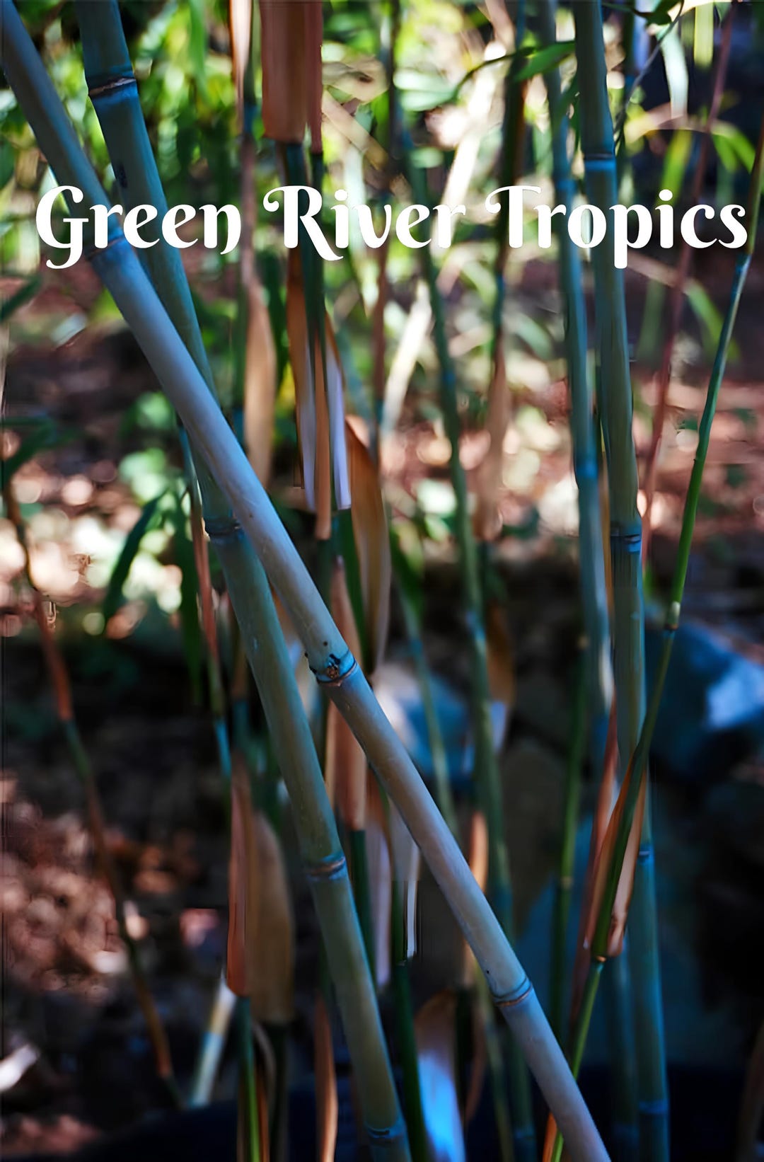 50 Colorful Clumping Bamboo Seeds Privacy Climbing Garden Seed ...