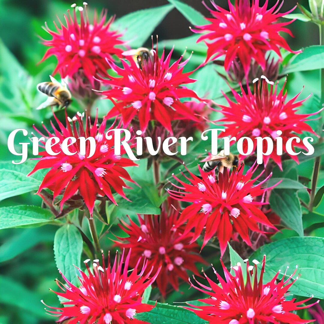 100 Bright Red Bee Balm Seeds Flowers Seed Bloom Attracts Butterflies ...