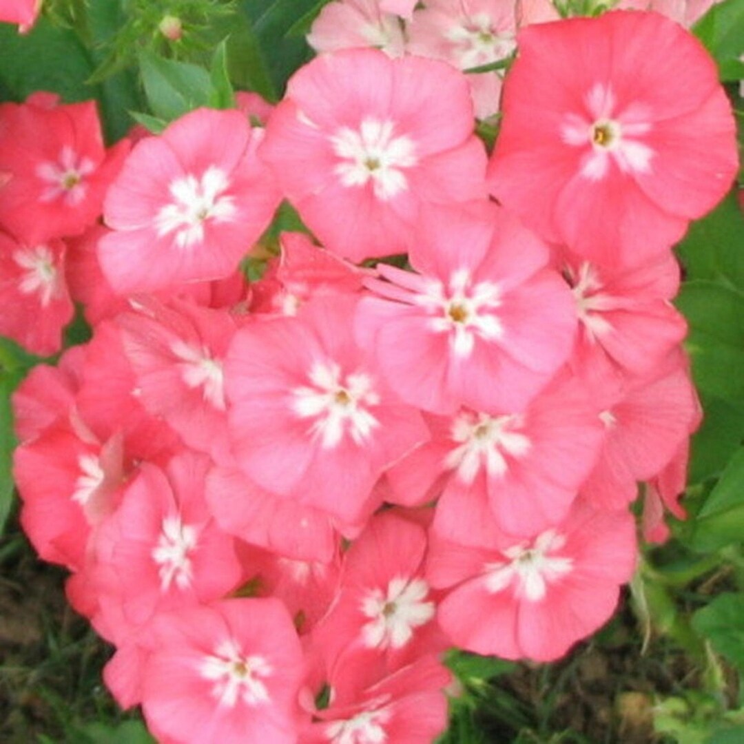 50 Bubble Gum Pink Phlox Seeds Flower Perennial Seed Flowers Butterfly ...