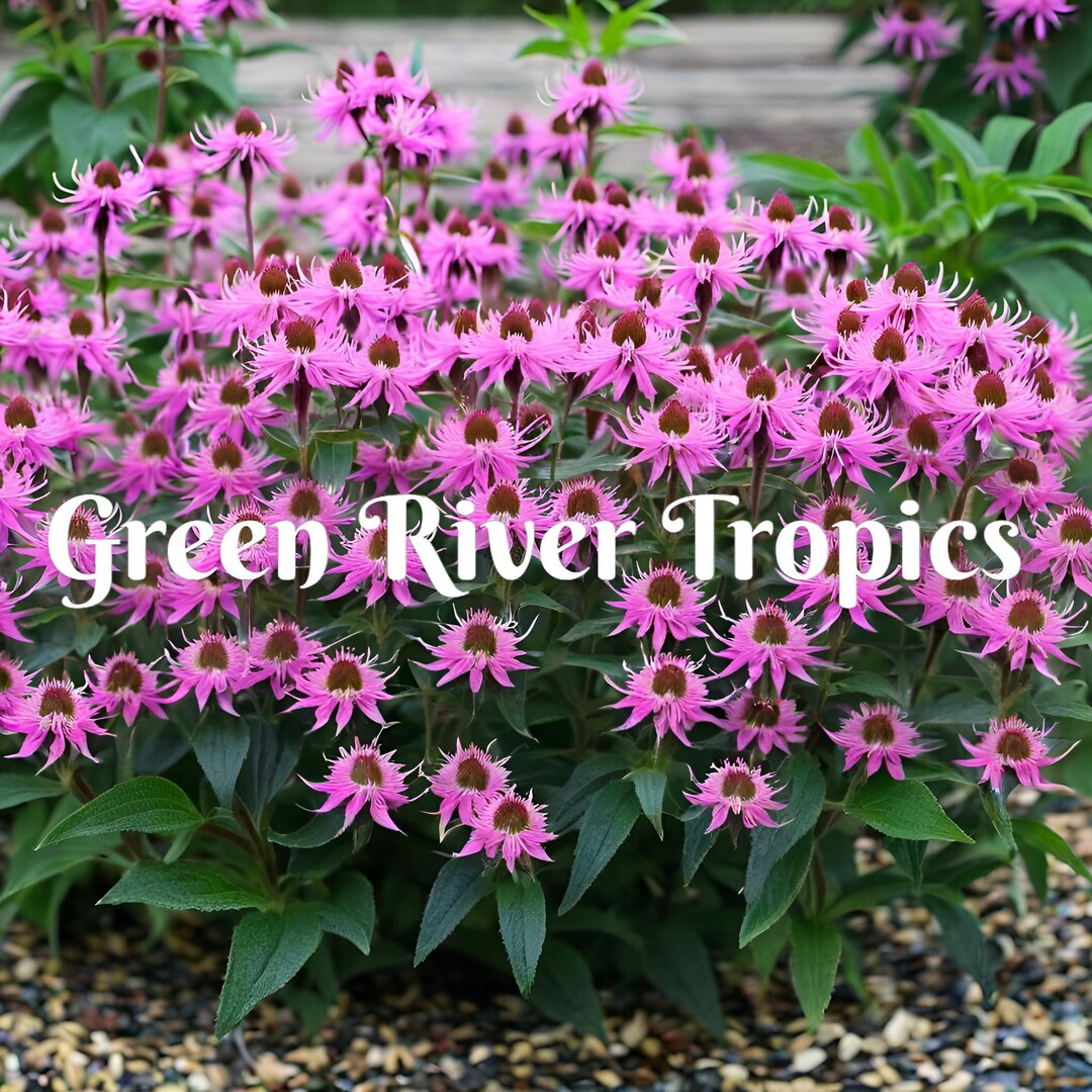 100 Lavendar Bee Balm Seeds Flowers Seed Bloom Attracts Butterflies ...