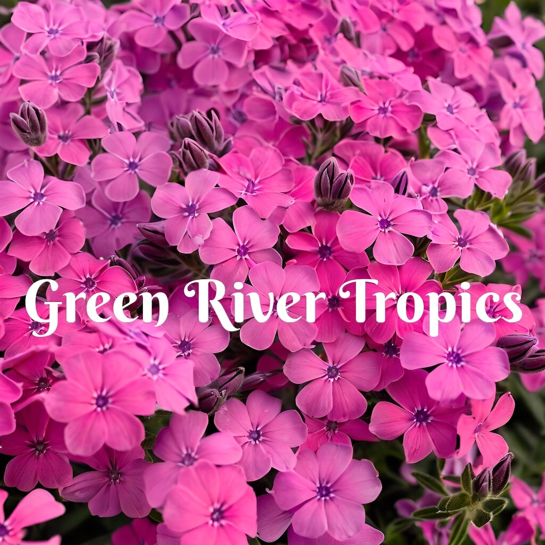 50 Drummonds Pink Phlox Seeds Flower Perennial Seed Flowers Butterfly ...
