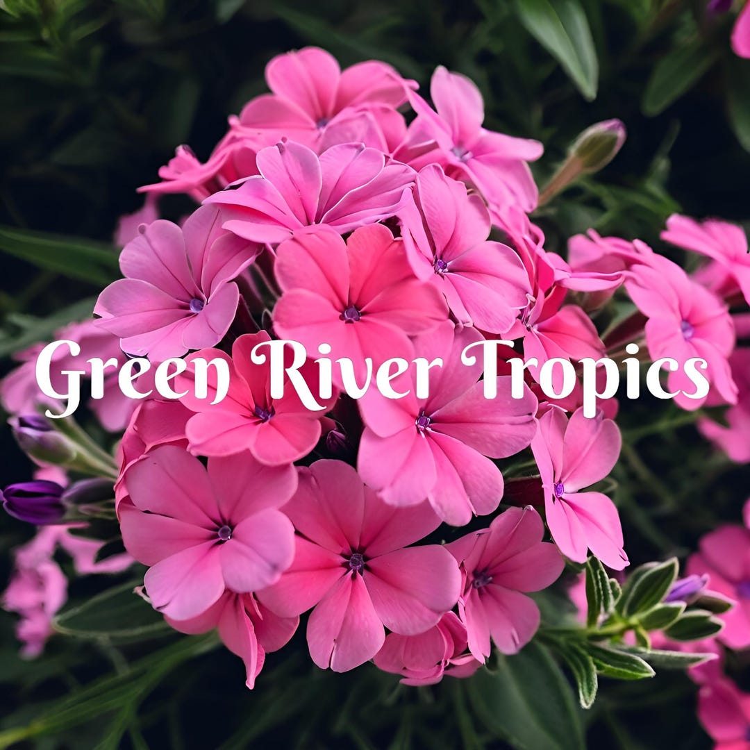 50 Pink Diamond Phlox Seeds Flower Perennial Seed Flowers Butterfly Bee ...