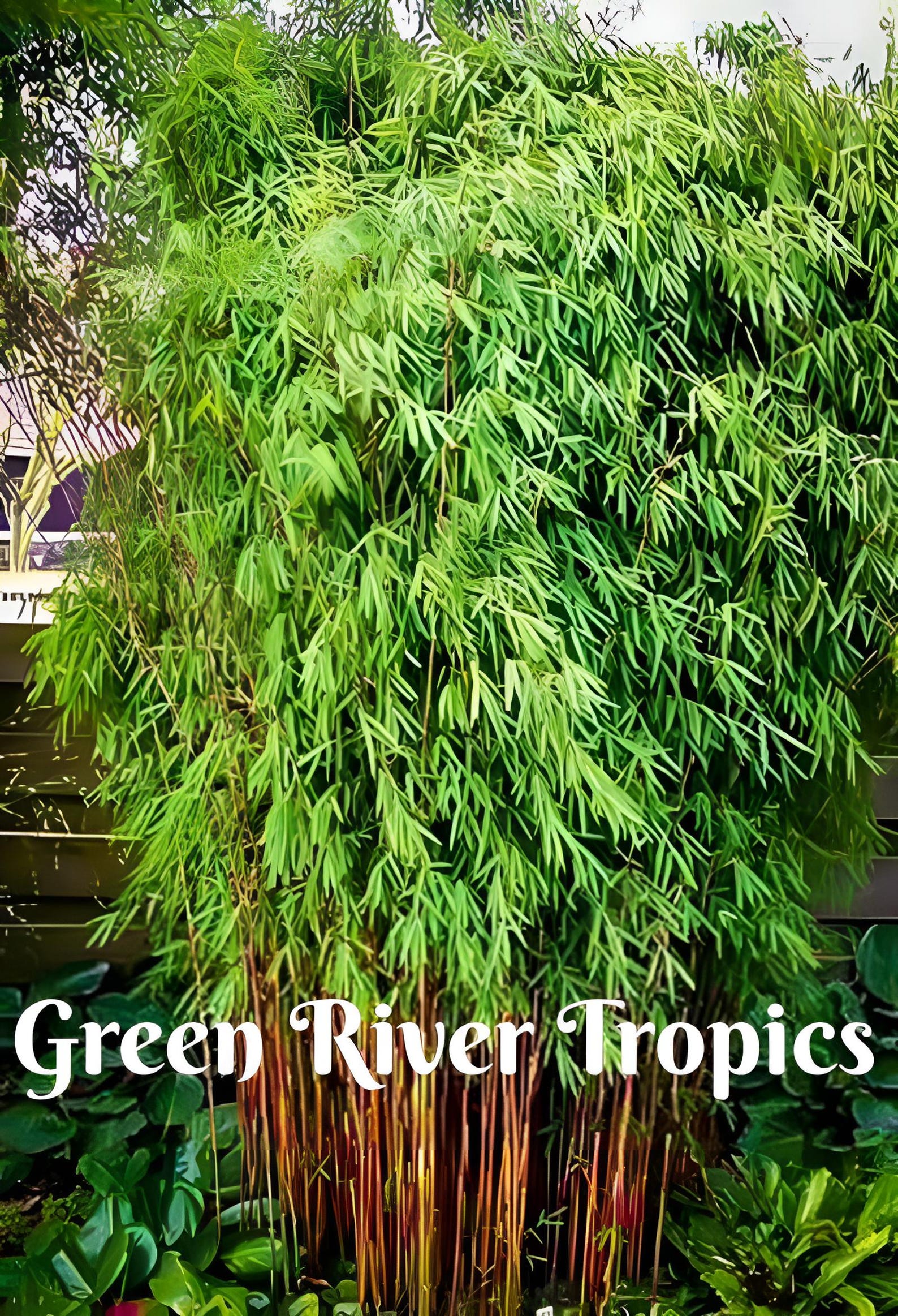 50 Sunset Glow Bamboo Seeds Privacy Climbing Garden Seed Perennial ...