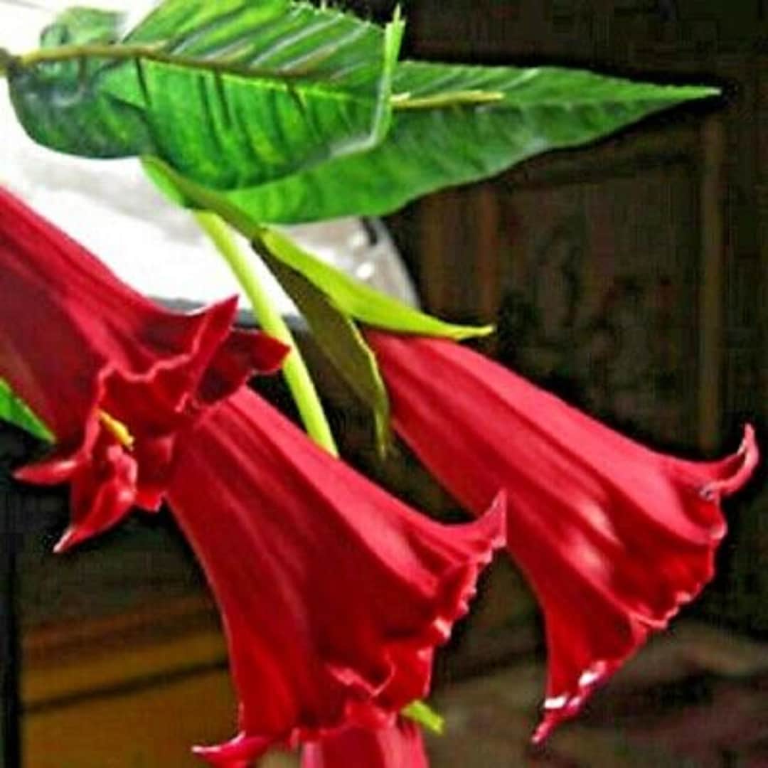 10 Candy Red Angel Trumpet Seeds Flowers Seed Flower Brugmansia Datura ...