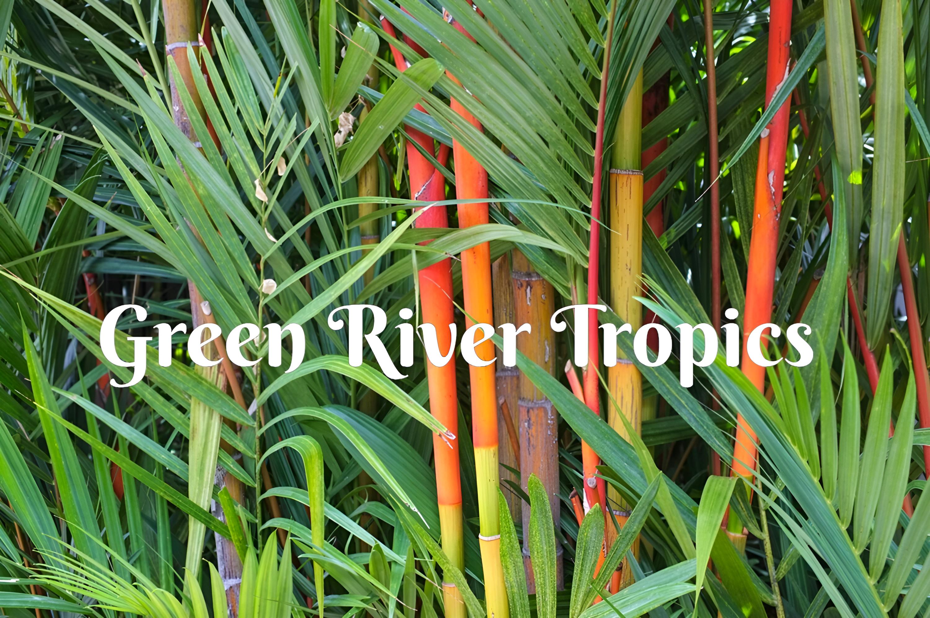 50 Red Dragon Bamboo Seeds Privacy Climbing Garden Seed Perennial ...