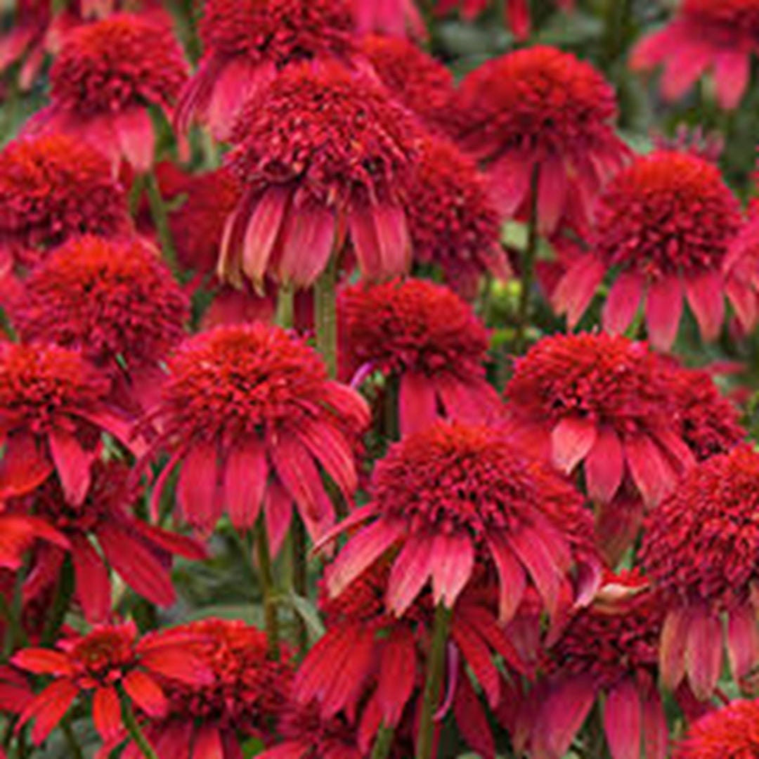 50 Double Red Coneflower Seeds Echinacea Perennial Bloom Flower Seed ...