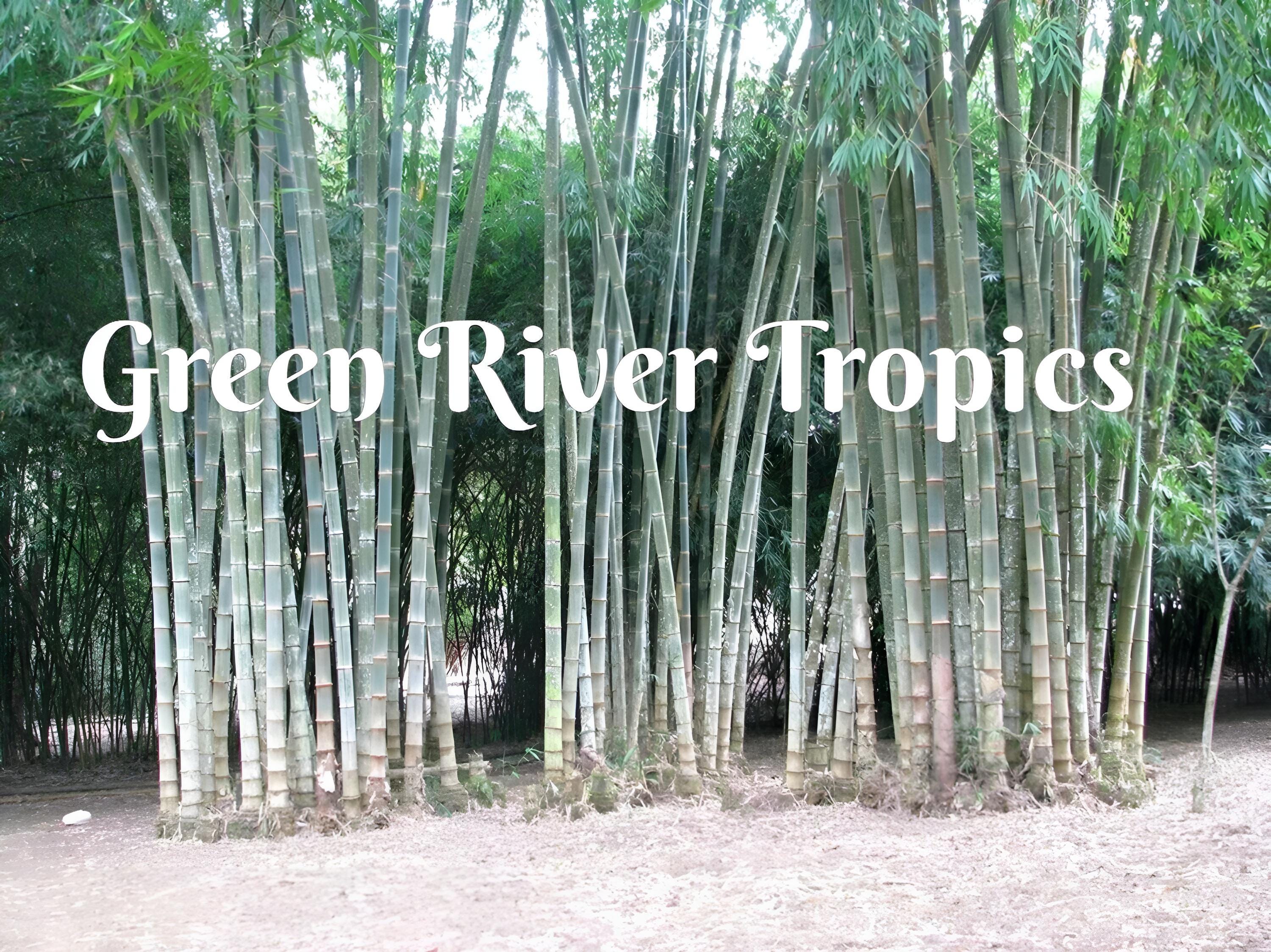 50 Rough Bamboo Seeds Privacy Climbing Garden Seed Perennial Bamboos ...