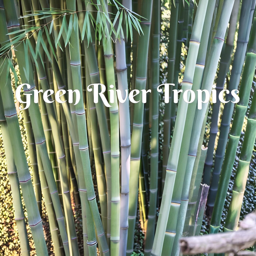 50 Angel Mist "ghost" Bamboo Seeds Privacy Climbing Garden Seed ...