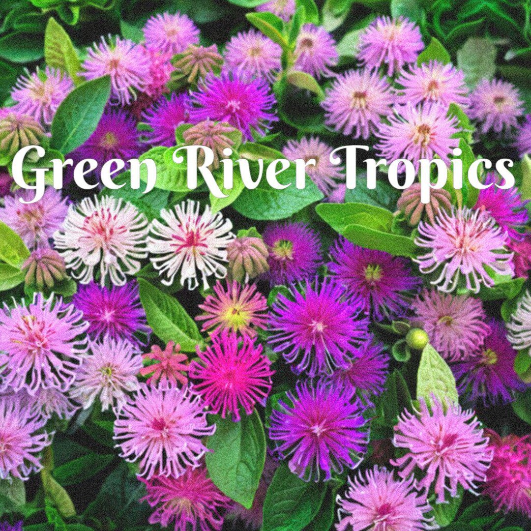 100 Mixed Bee Balm Seeds Flowers Seed Bloom Attracts Butterflies & Bees ...