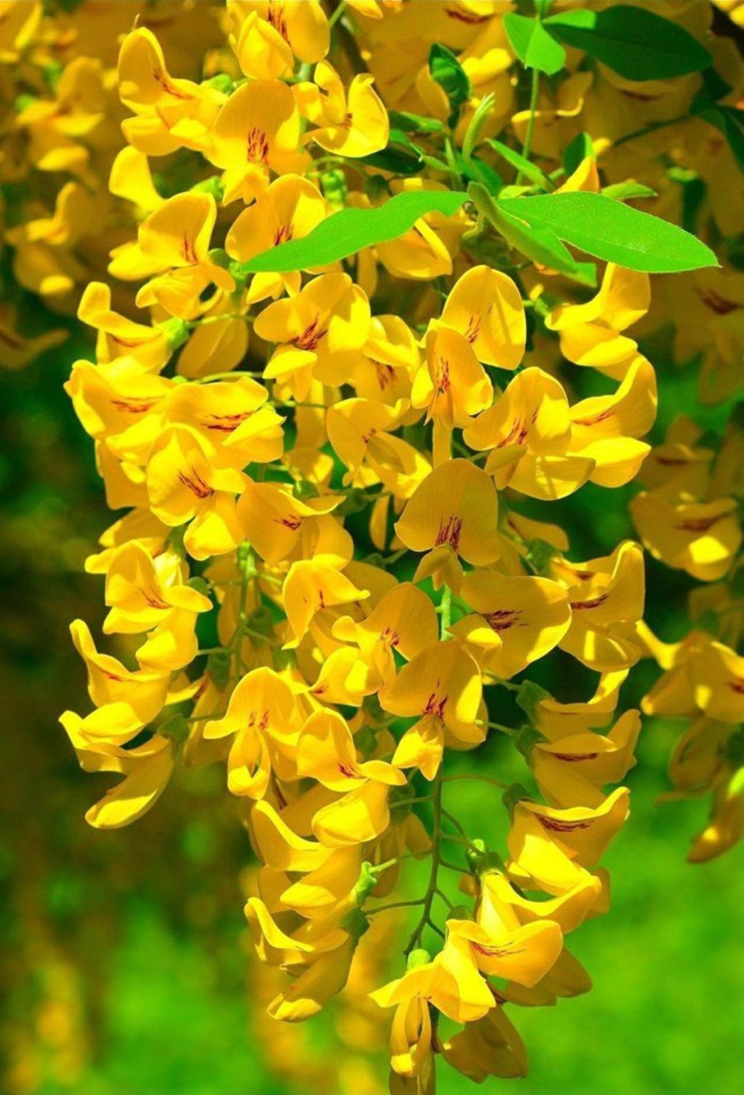 5 Golden Wisteria Seeds Vine Tree Fast Climber Flower Hardy Perennial ...
