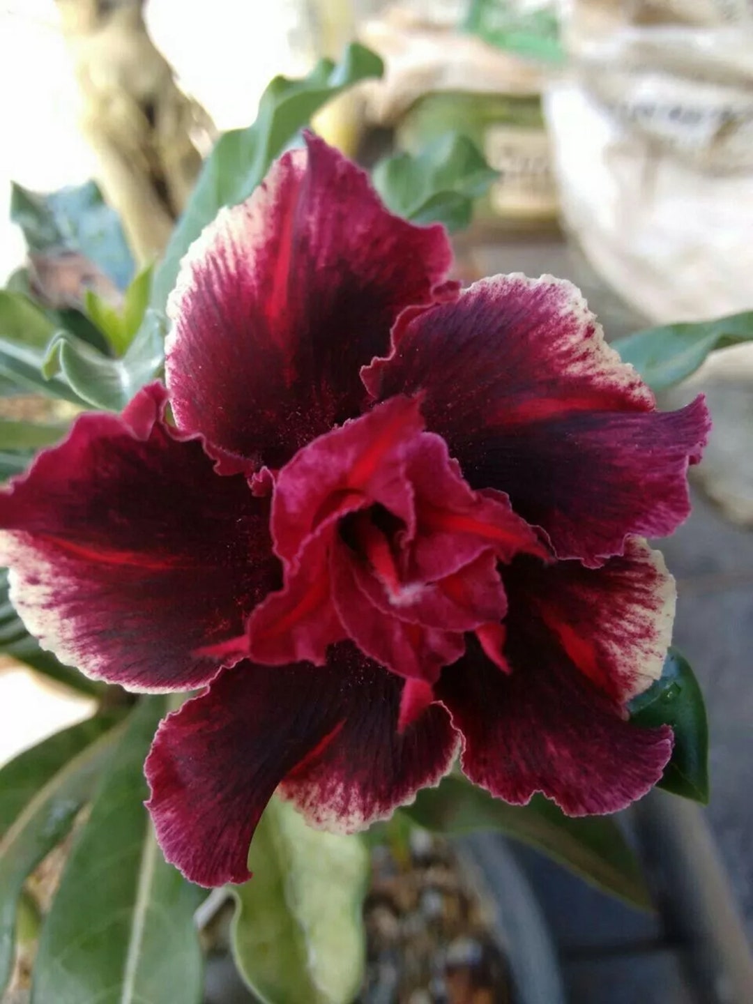 10 Dbl Red Meganta Desert Rose Seeds Plants Flower Perennial Flowers ...