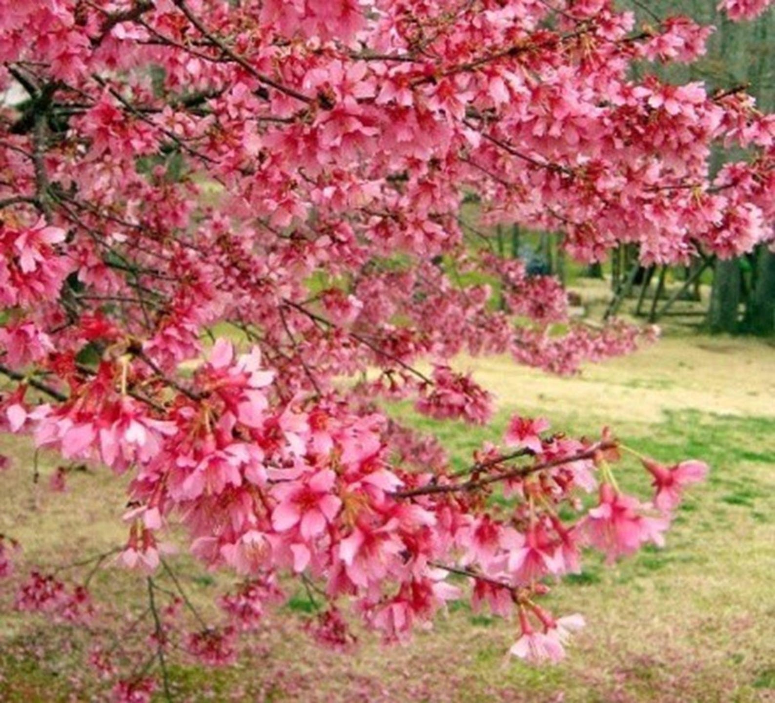 5 Bright Pink Flowering Cherry Tree Seeds Flowering Japanese Ornamental ...