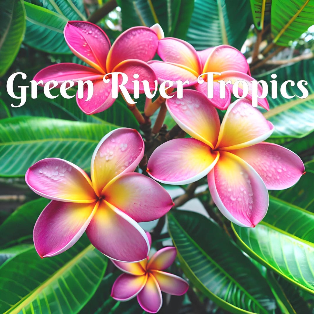 5 Purple Yellow Plumeria Seeds Plants Flower Perennial Flowers Fresh ...