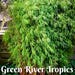 50 Sunset Glow Bamboo Seeds Privacy Climbing Garden Seed Perennial ...