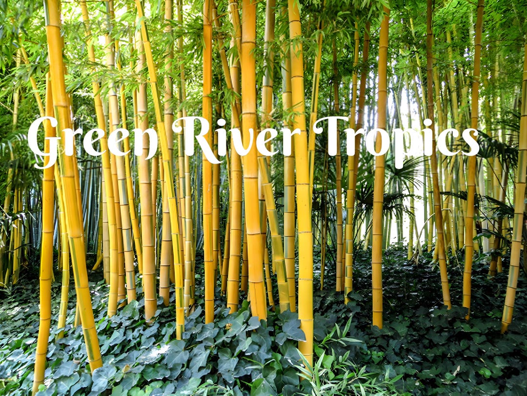 50 Golden Groove Bamboo Seeds Privacy Climbing Garden Seed Perennial ...