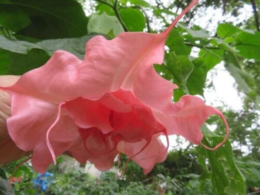 10 Ahavah Angel Trumpet Seeds Flowers Seed Flower Brugmansia Datura ...