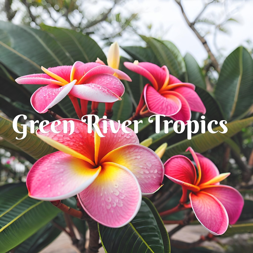 5 Flamingo Pink Plumeria Seeds Plants Flower Perennial Flowers Bloom ...
