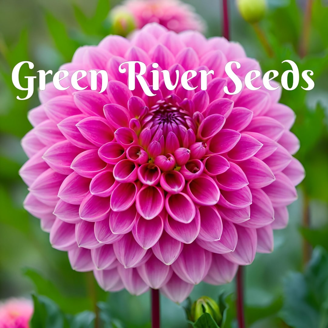 25 Rosella Dahlia Seeds Flower Perennial Flower Seed Flowering Bloom ...
