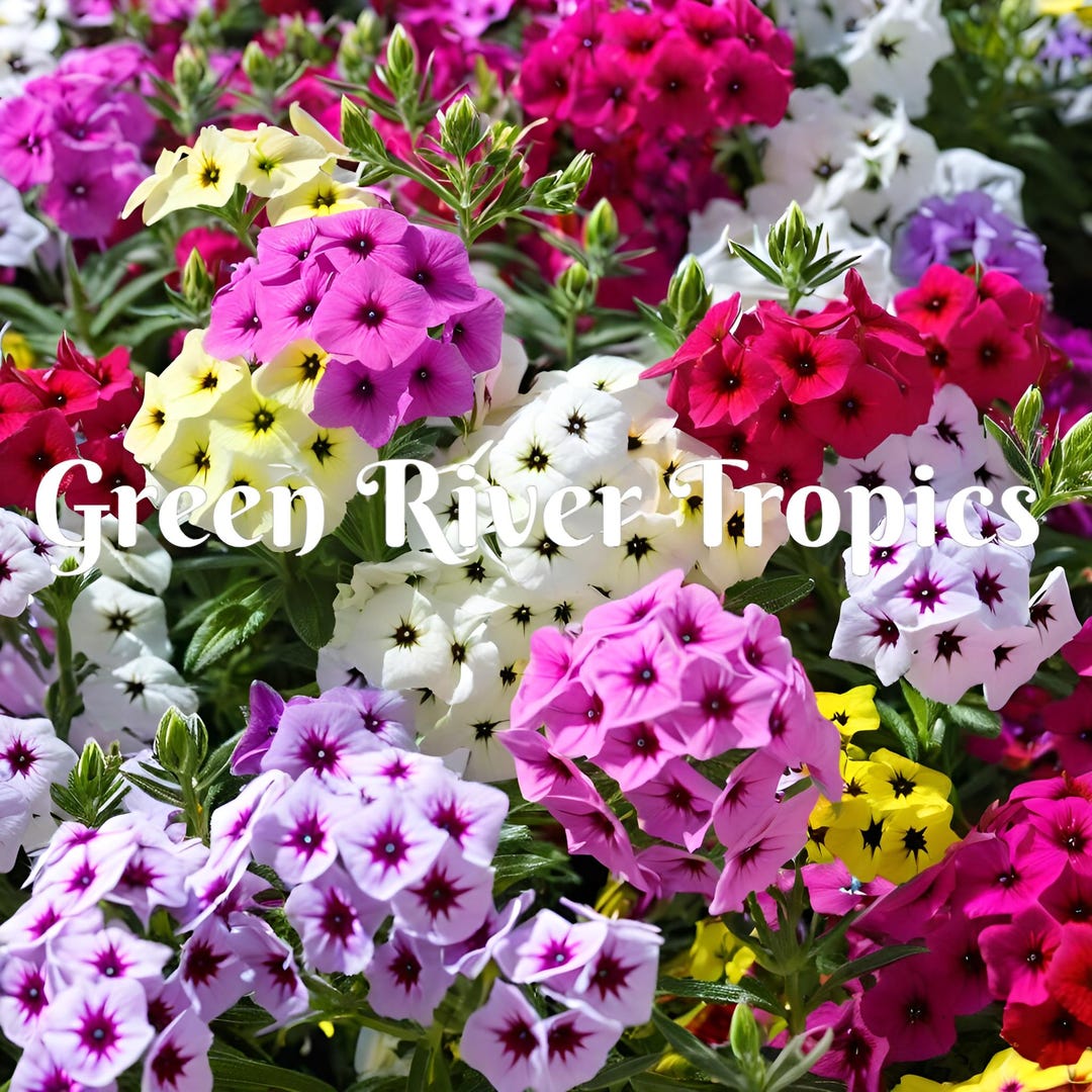 50 Tapestry Mix Phlox Seeds Flower Perennial Seed Flowers Butterfly Bee ...