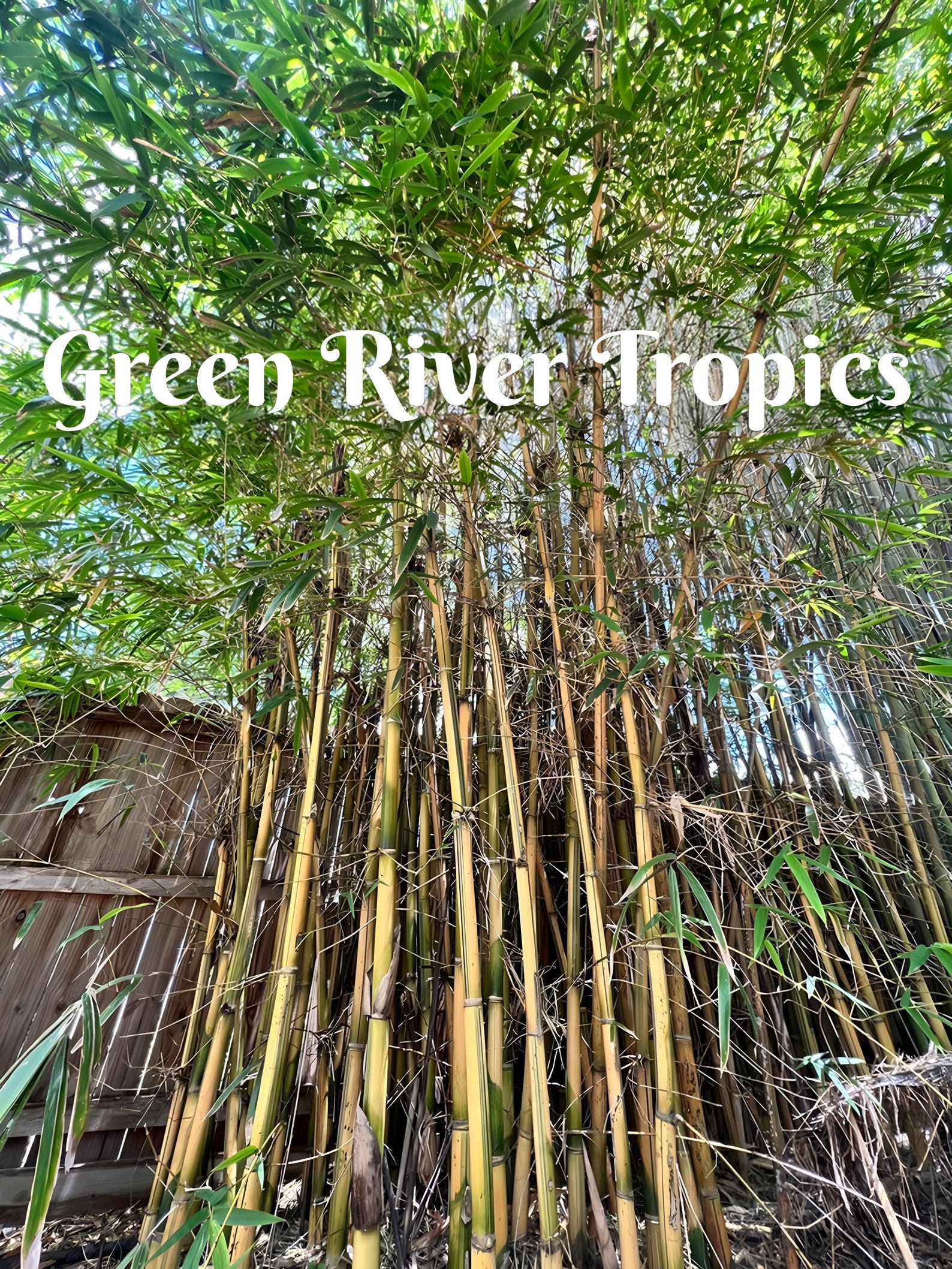 50 Chocolate Bamboo Seeds Privacy Climbing Garden Seed Perennial ...