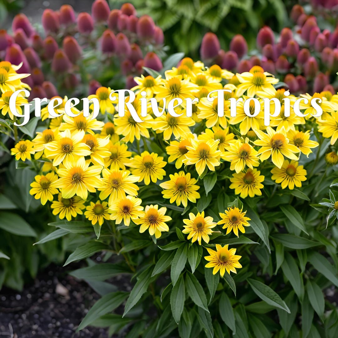 50 Cara Mia Coneflower Seeds Echinacea Perennial Bloom Flower Seed ...