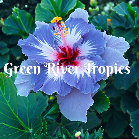 Blue And White Hibiscus Flower