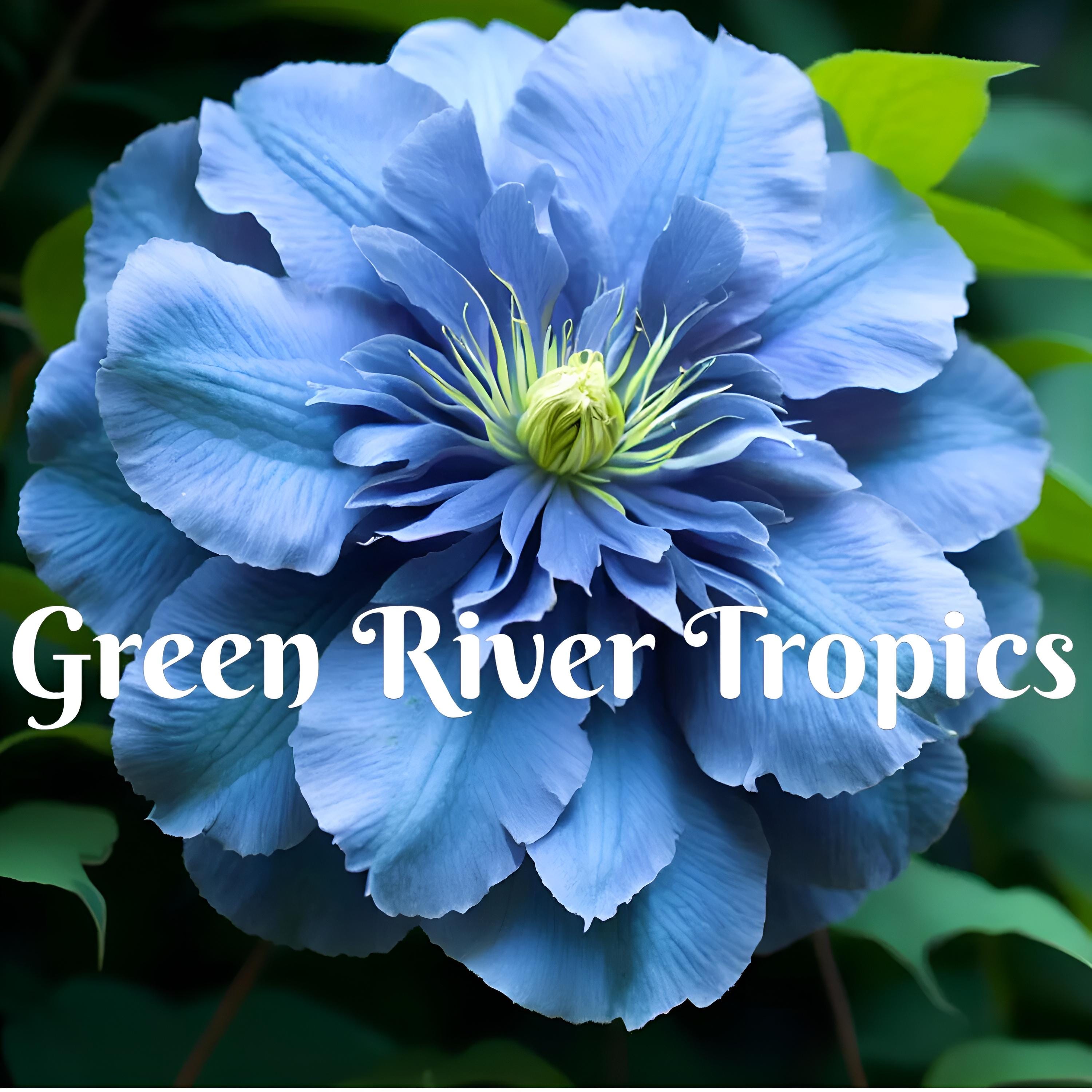 25 Double Blue Clematis Seeds Climbing Perennial Plumeria Seed Flowers ...