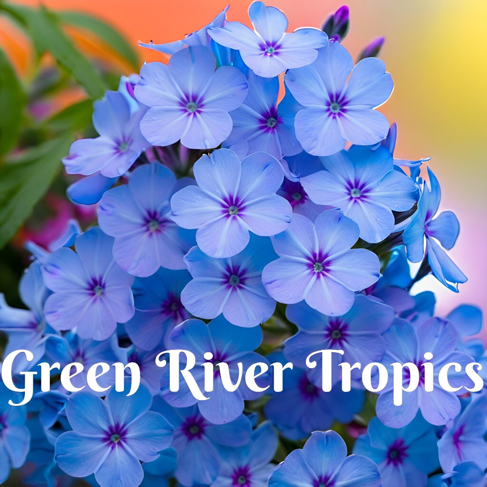 50 Light Blue Phlox Seeds Flower Perennial Seed Flowers Butterfly Bee ...