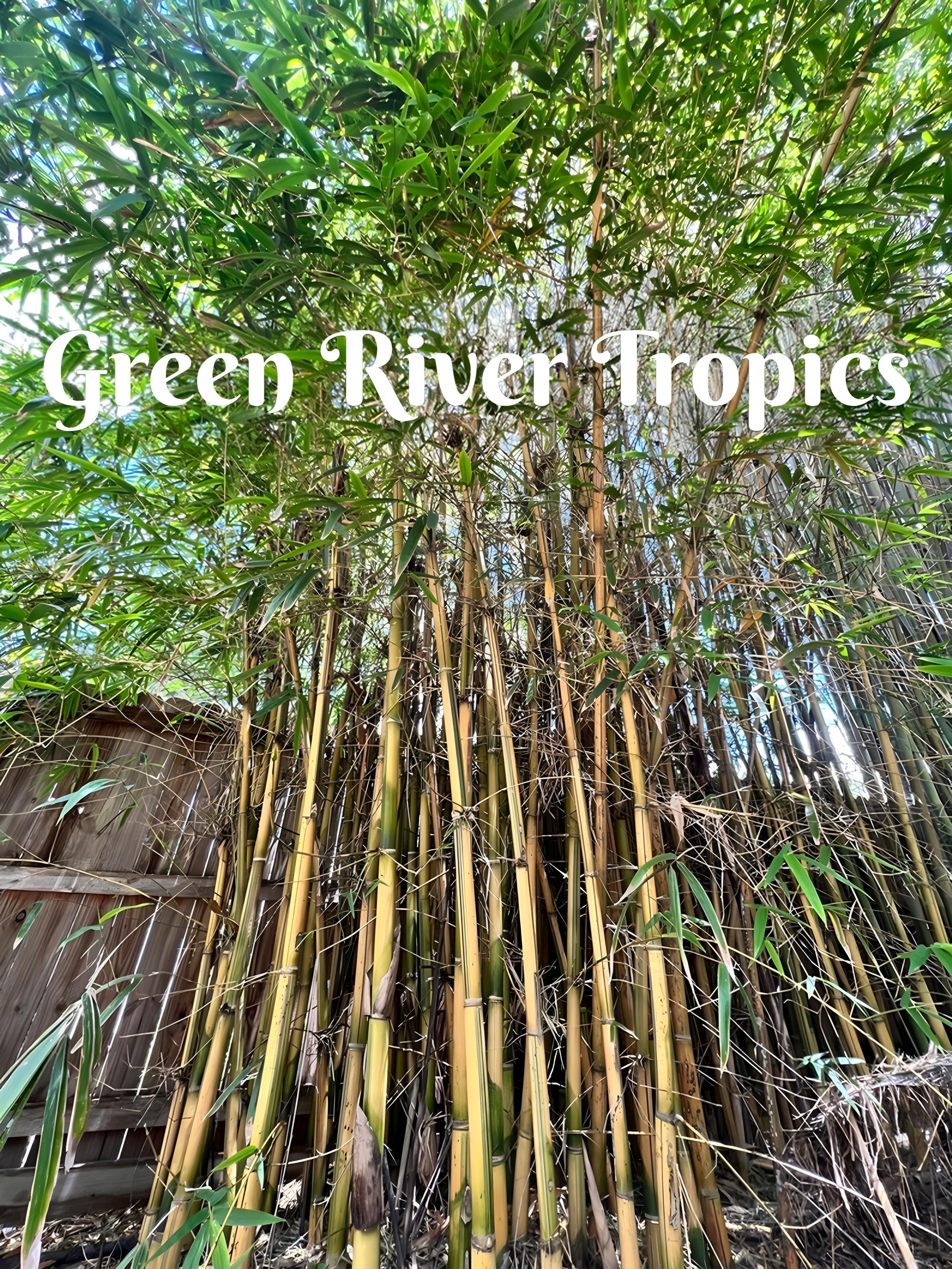 50 Chocolate Bamboo Seeds Privacy Climbing Garden Seed Perennial ...