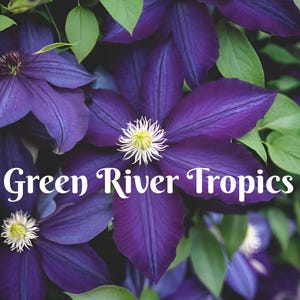 25 Dark Purple Clematis Seeds Climbing Perennial Plumeria Seed Flowers ...