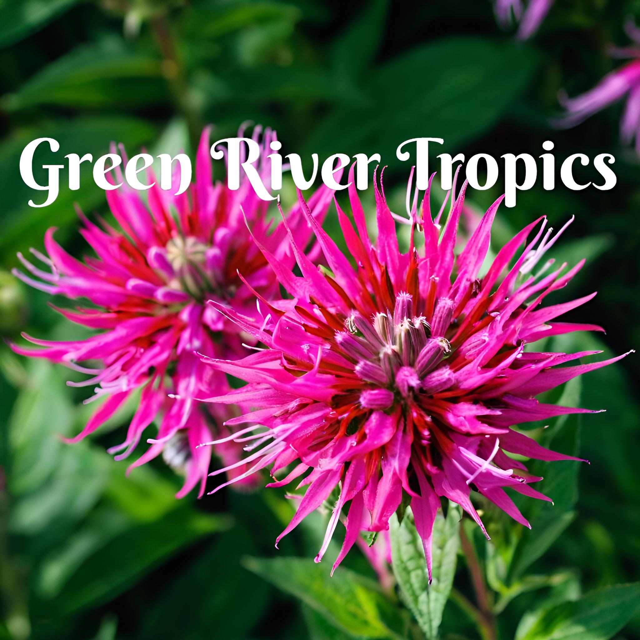 100 Balmy Dwarf Bee Balm Seeds Flowers Seed Bloom Attracts Butterflies ...
