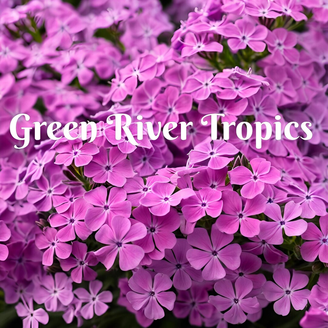 50 Ruby Phlox Seeds Flower Perennial Seed Flowers Butterfly Bee ...