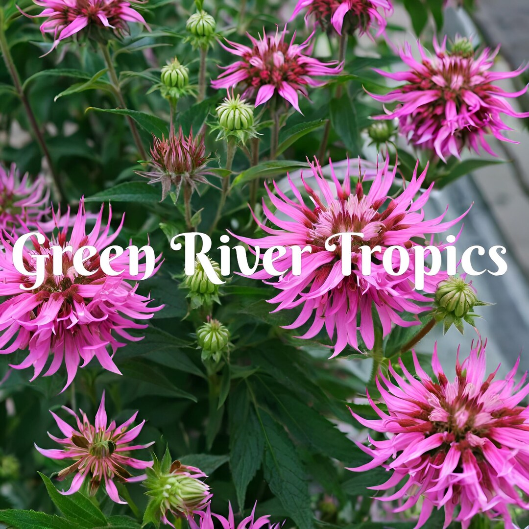 100 Light Pink Bee Balm Seeds Flowers Seed Bloom Attracts Butterflies ...