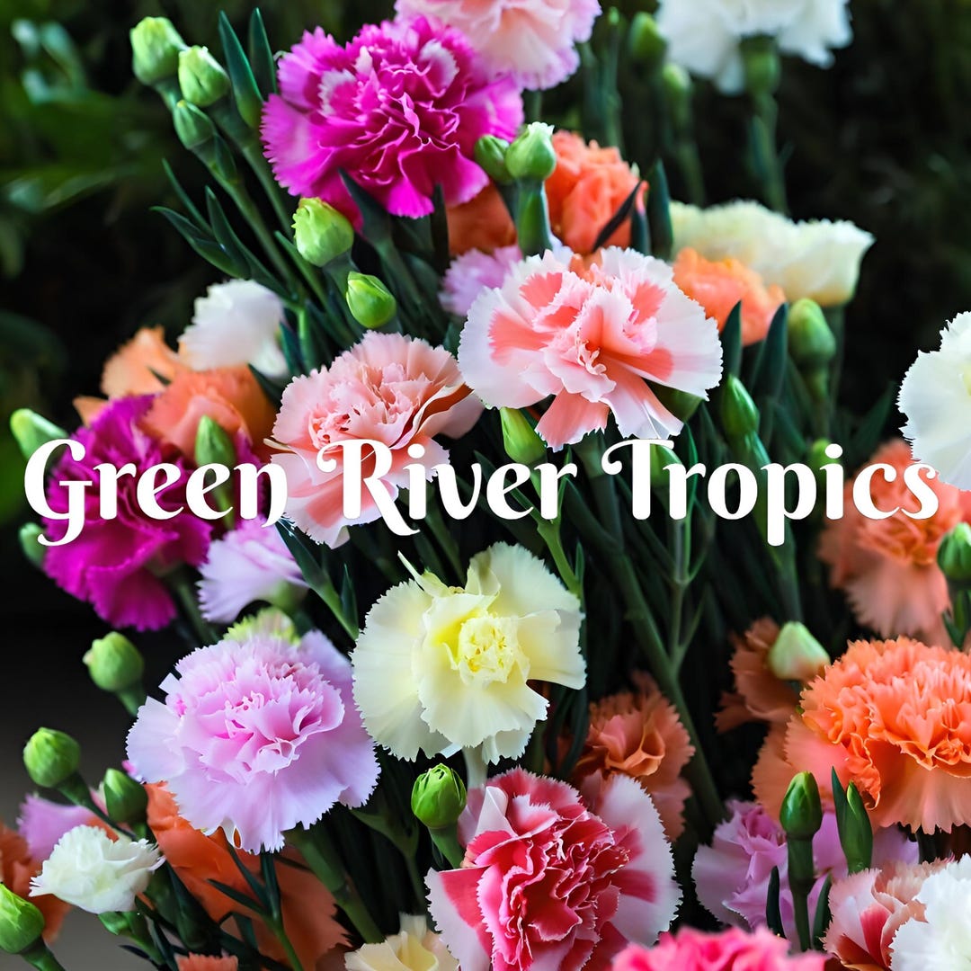 100 Grenadin Double Mix Carnation Seeds Dianthus Flowers Seed Flower ...