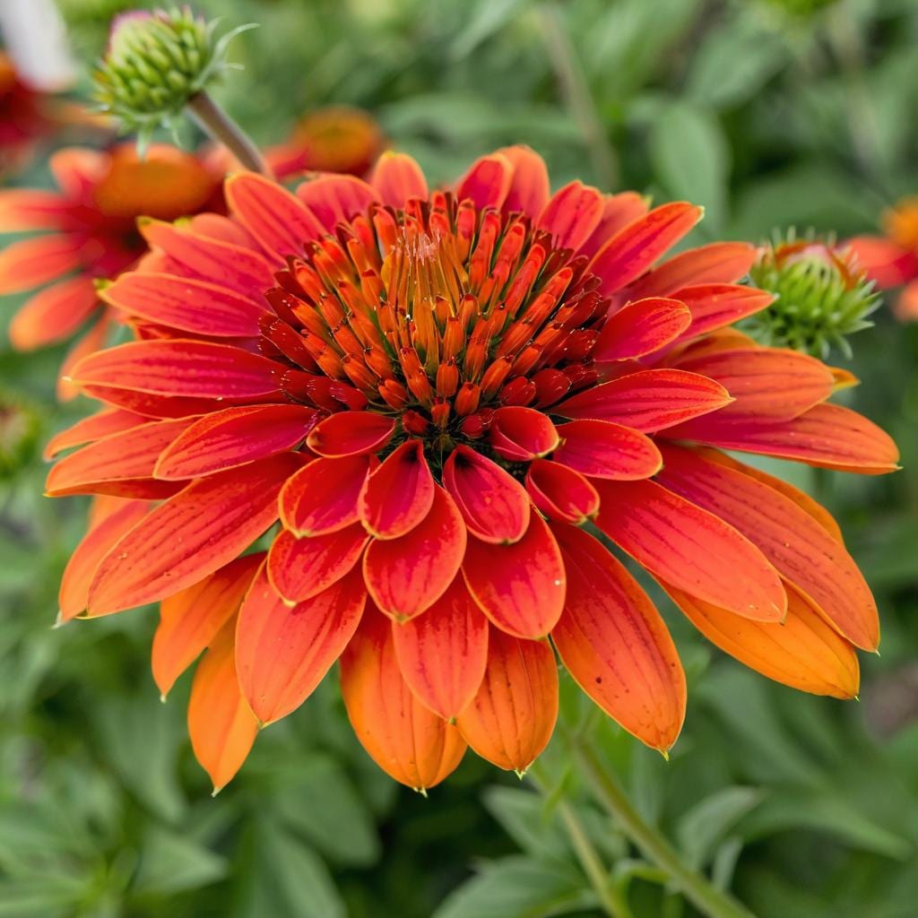 50 Double Orange Coneflower Seeds Echinacea Perennial Bloom Flower Seed ...